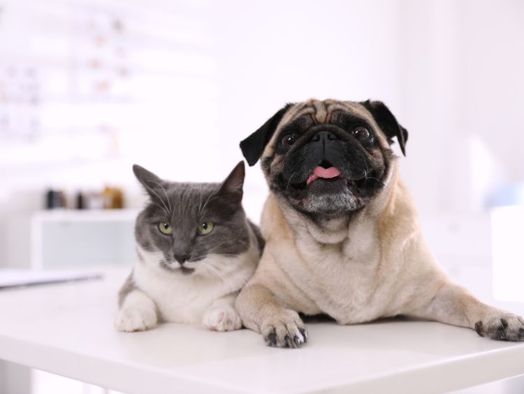 Unlocking the Benefits of Animal Vaccination: A Comprehensive Guide ...