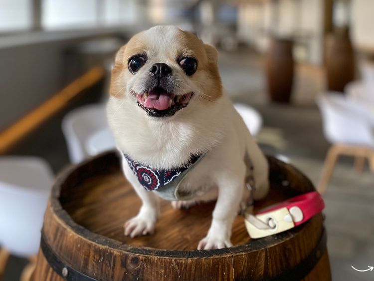 Your Ultimate Guide to Pet Wellness Center Murrieta - Animal Guides