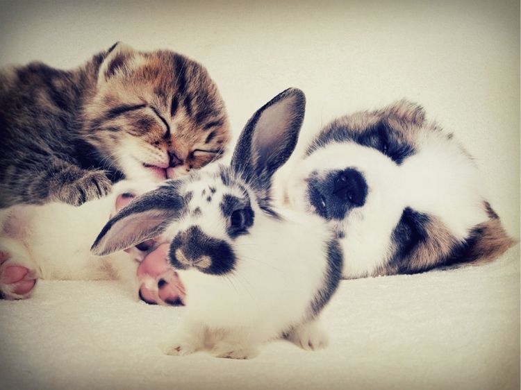 Everything You Need to Know About Starting or Visiting an Animal Feed ...