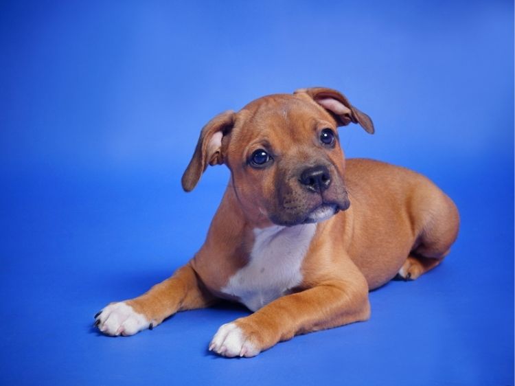 Exploring the Best Animal Websites: A Detailed Review - Animal Guides